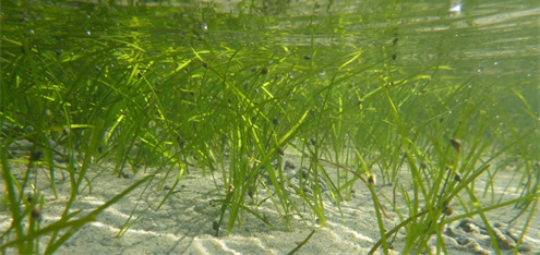 Rewilding the seas with seagrass, by Marieke van Katwijk, senior ...
